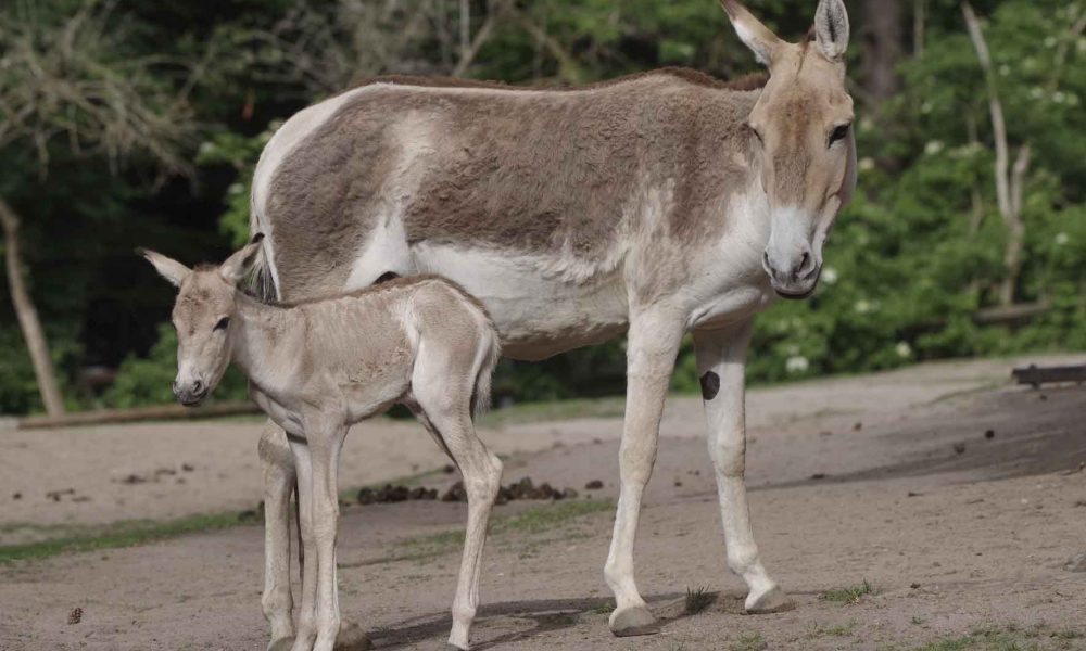 Tiergarten Nürnberg: Nachwuchs bei den Kulanen – ISPFD // IPD