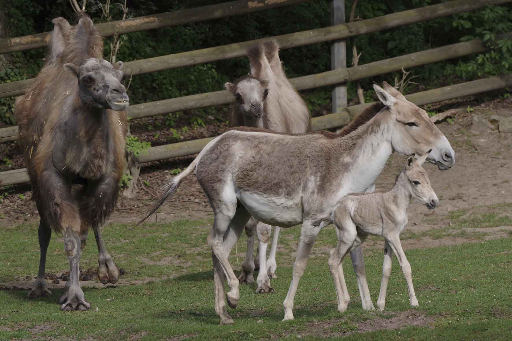 Tiergarten Nürnberg: Nachwuchs bei den Kulanen – ISPFD // IPD