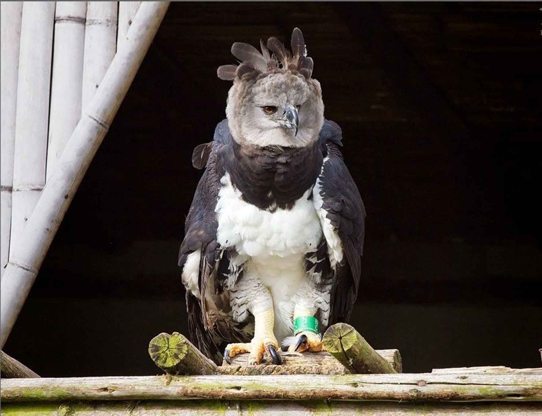 Tiergarten überführte Harpyie in Zoo nach Ecuador – ISPFD // IPD