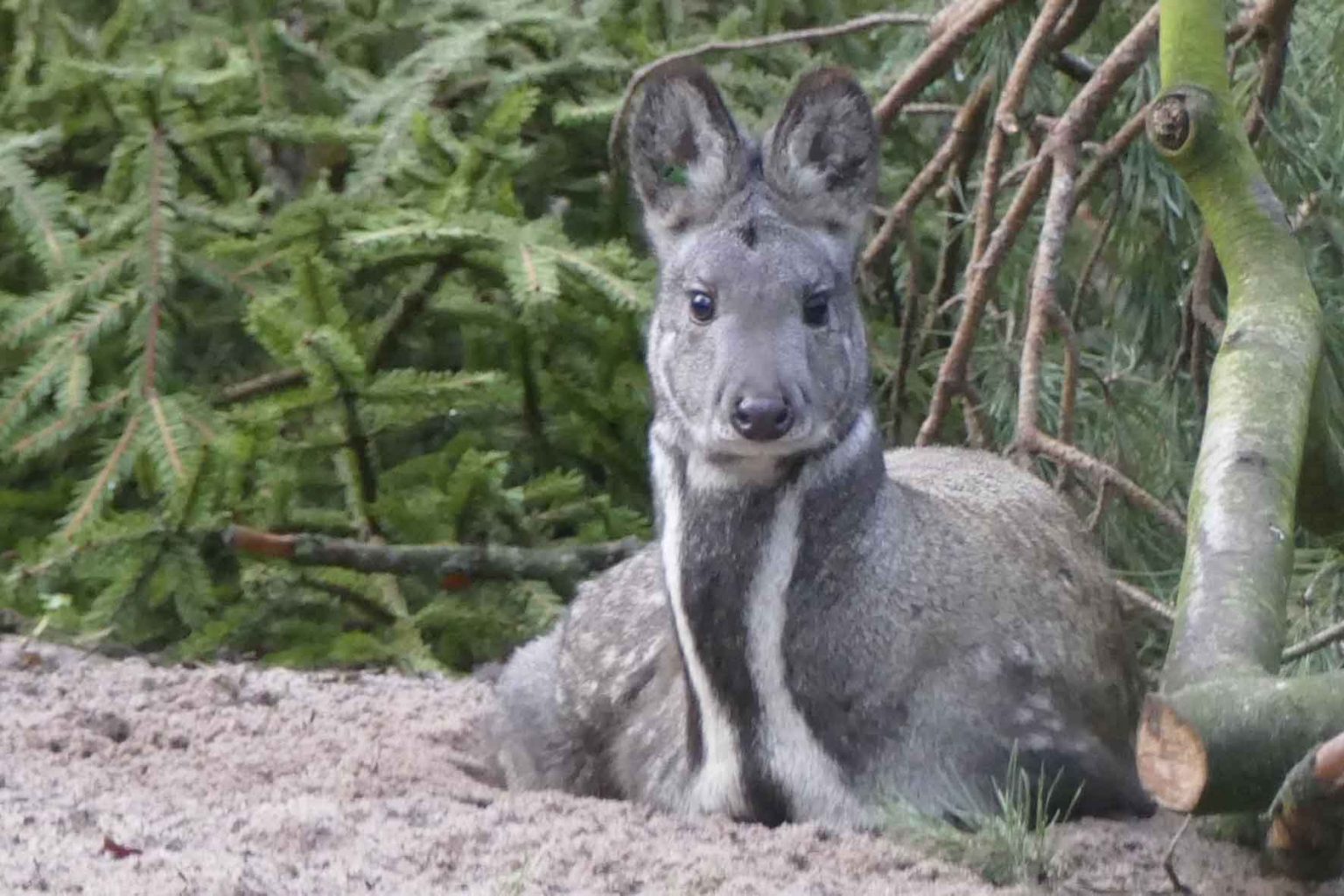 Neu im Tiergarten: Das Moschustier – ISPFD // IPD