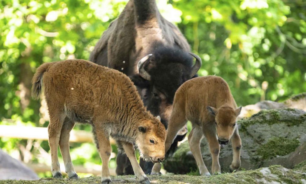 Nachwuchs bei Bisons, Wisenten und Kaffernbüffeln – ISPFD // IPD
