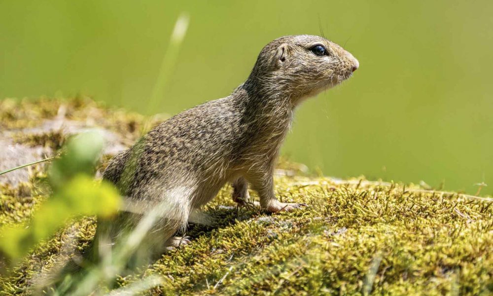 Tiergarten wildert Ziesel in Tschechien aus – ISPFD // IPD