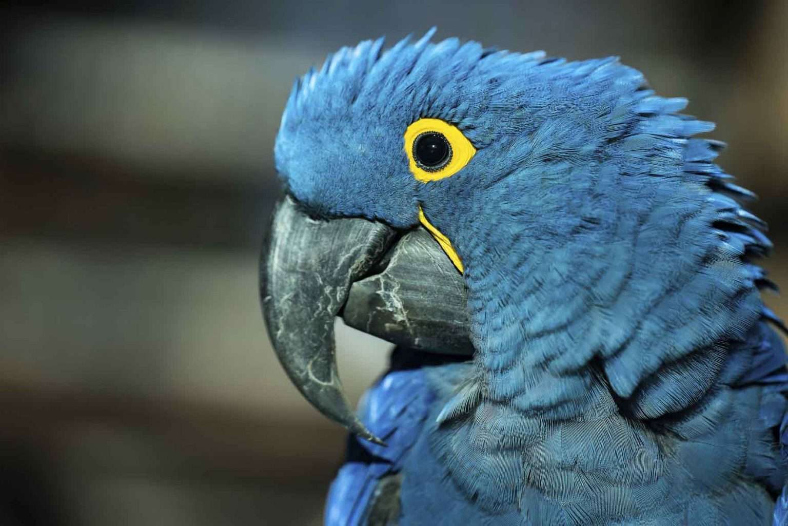Ara ist Zootier des Jahres – Tiergarten erfolgreich bei Zucht von ...
